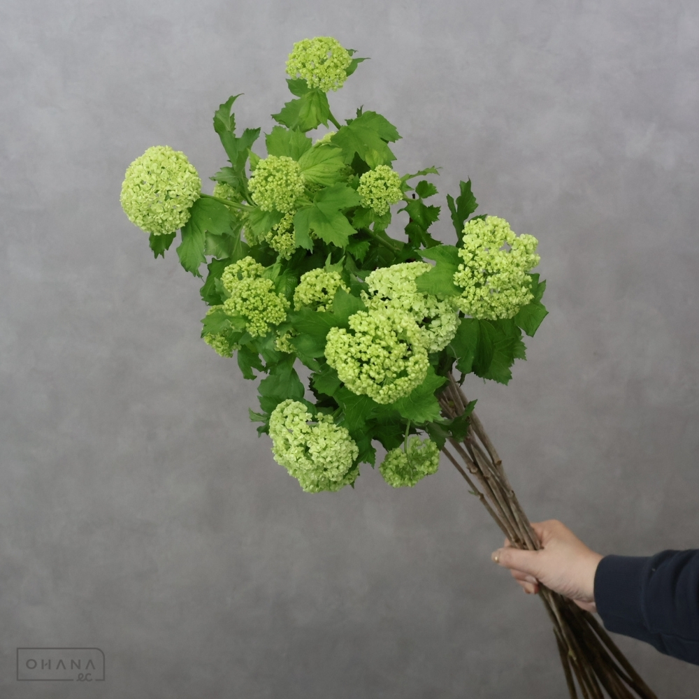 ビブルナムスノーボール 80-60CM2-3F | お花の仕入れならOHANAec