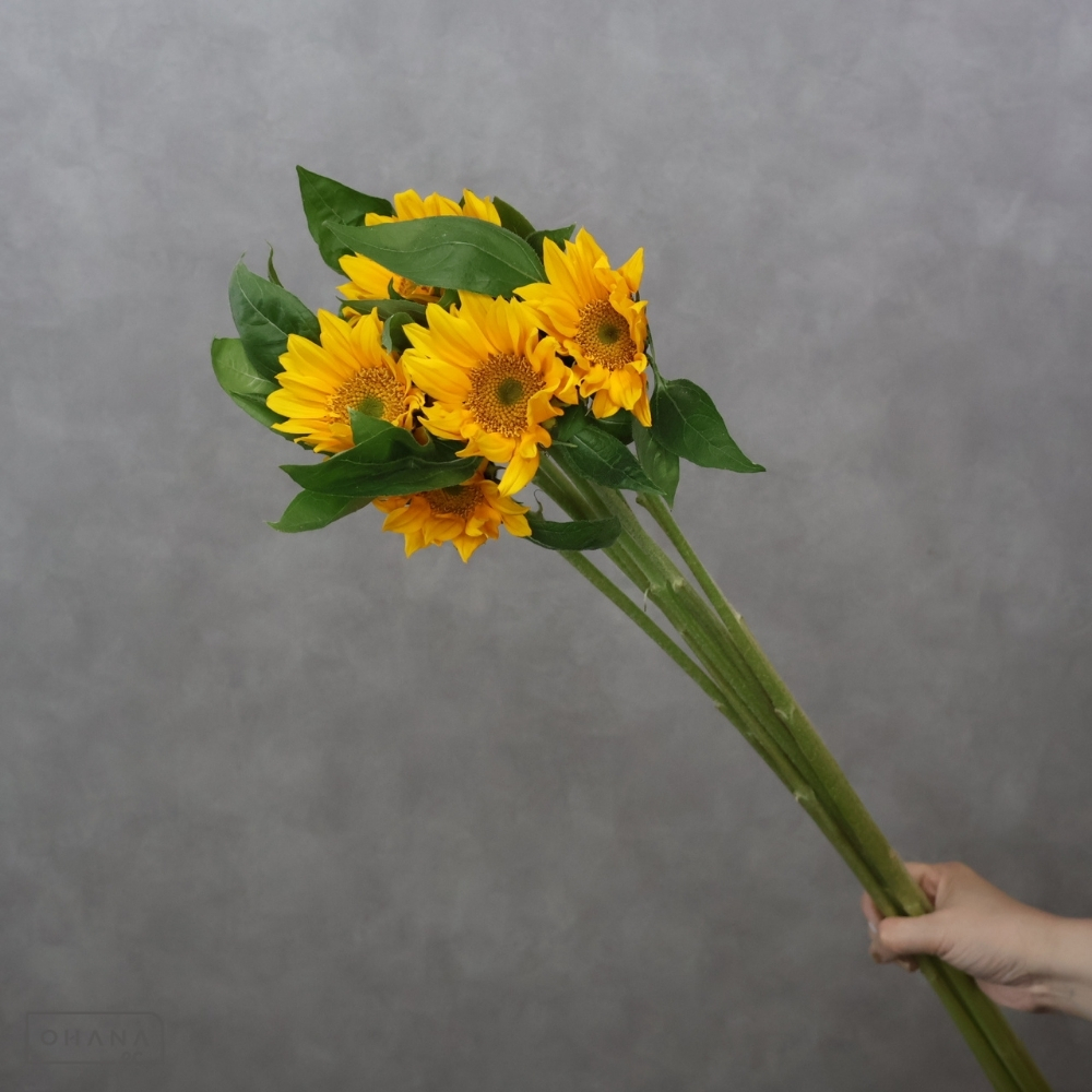 ヒマワリ サンリッチUPライトFオレンジ 秀小輪80CM | お花の仕入れならOHANAec