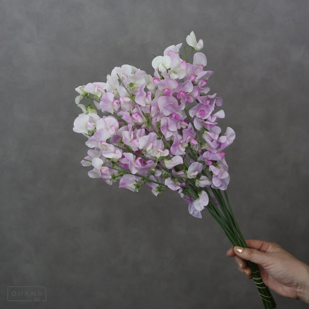 宿根スイートピー ピンク 特2L | お花の仕入れならOHANAec