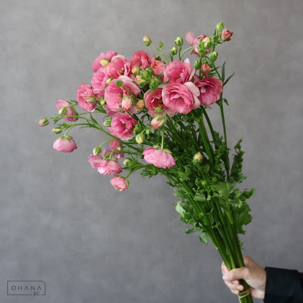 ラナンキュラス ラックスヘラ 秀 60cm | お花の仕入れならOHANAec