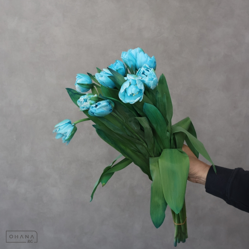 チューリップ 染八重 マウントアクア 40-50CM | お花の仕入れならOHANAec