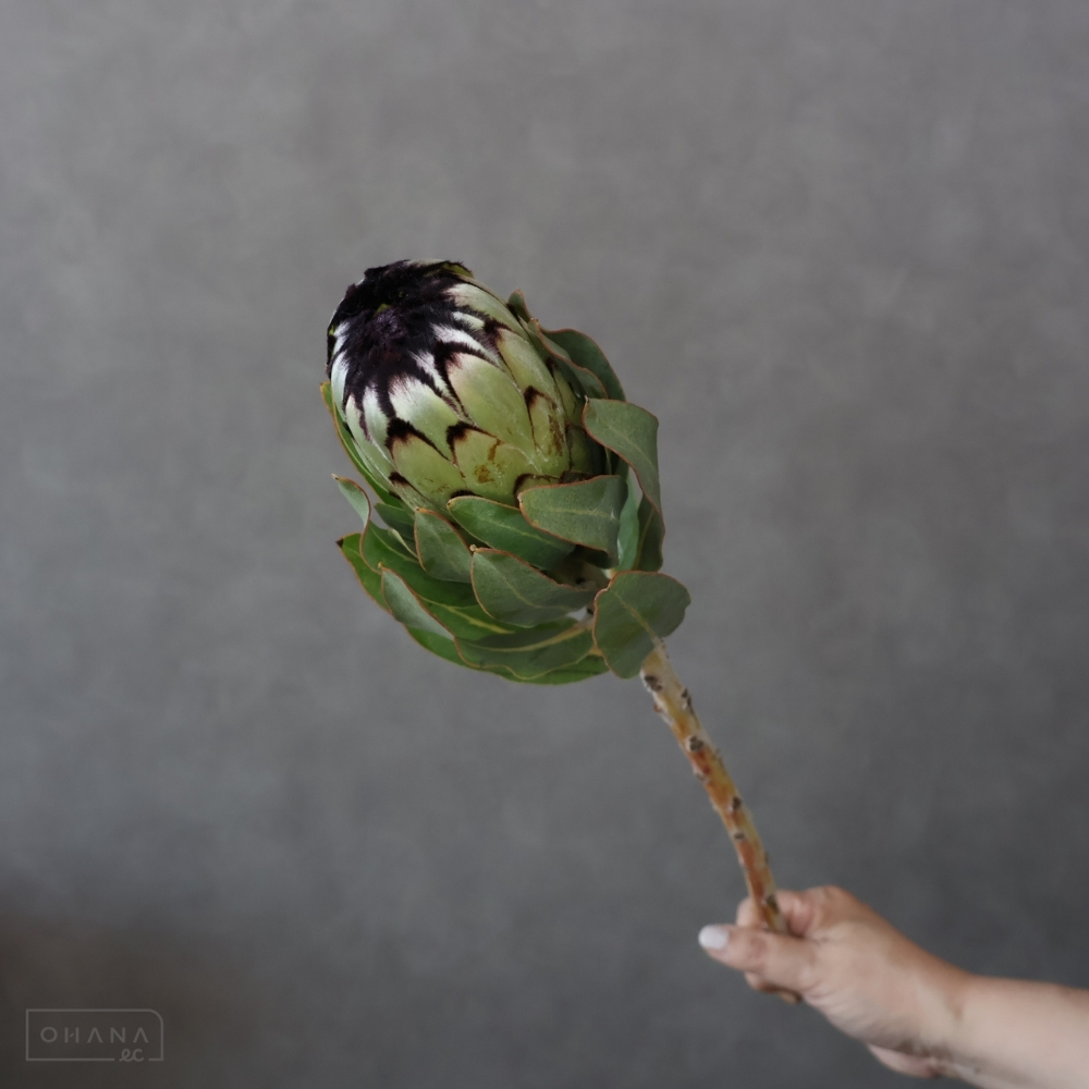 プロティア ニオベ 60cm | お花の仕入れならOHANAec