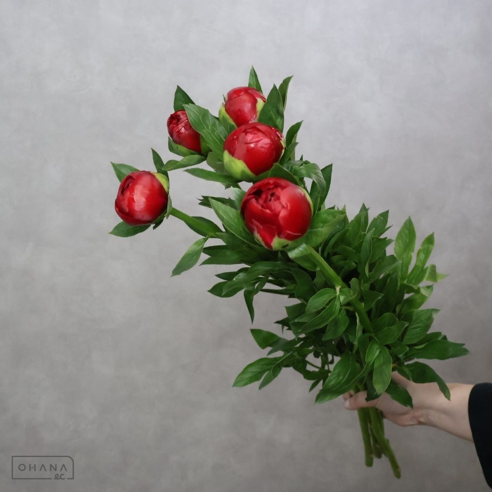 シャクヤク濃ピンク R・R・3 ※5本束 70cm | お花の仕入れならOHANAec