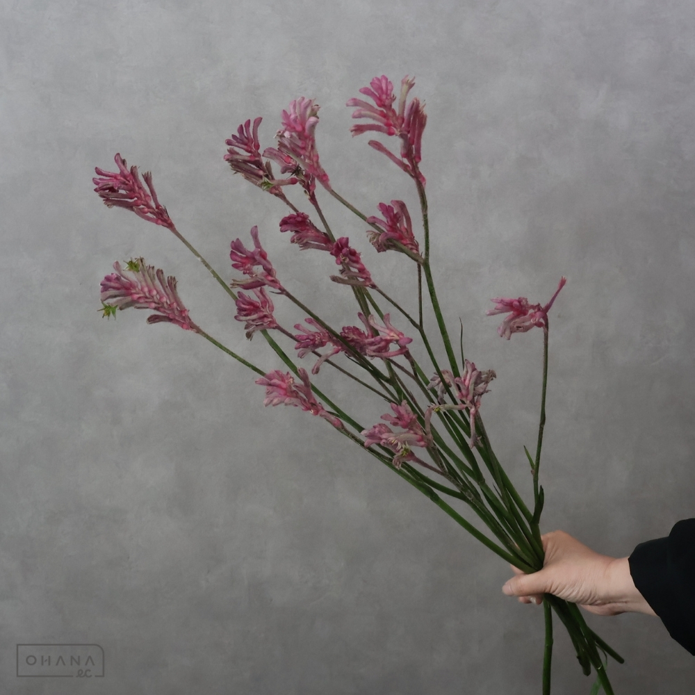 カンガルーポー ミニパール 5本束 ※少々花傷みあり 60CM | お花の仕入れならOHANAec