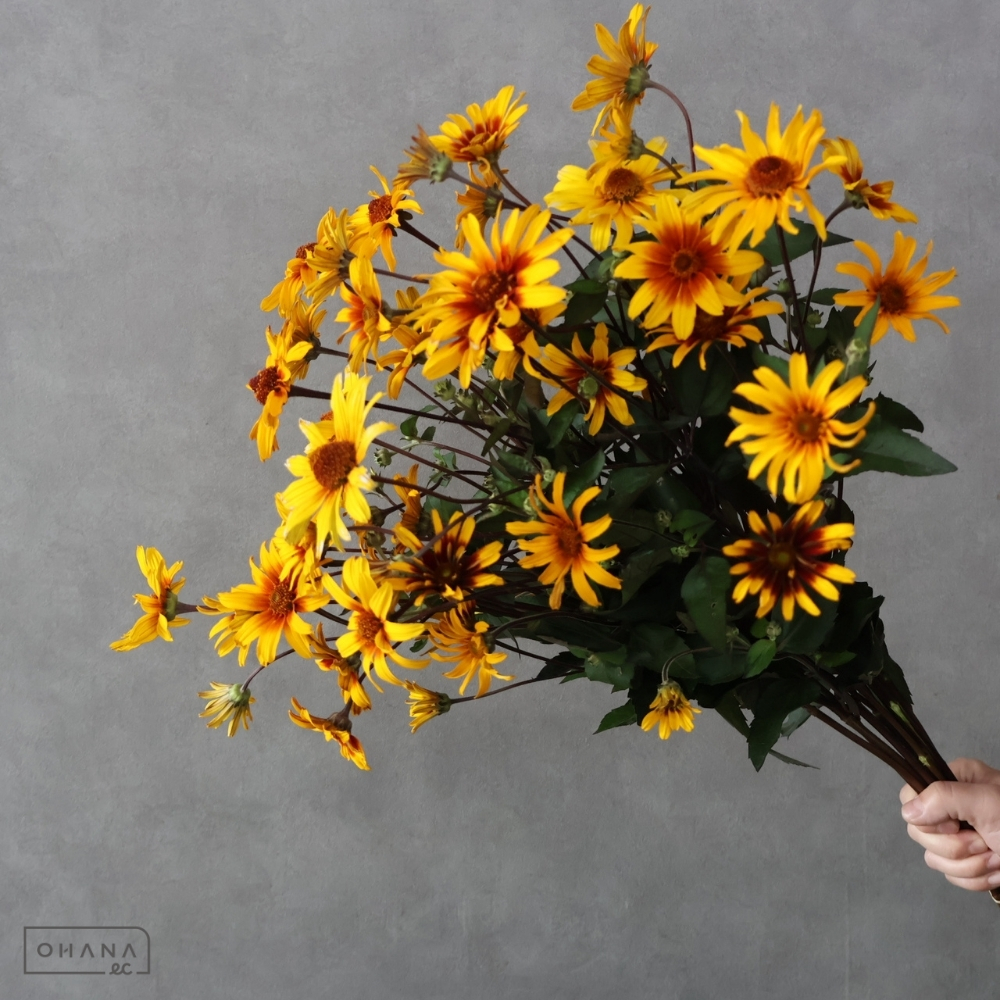 ヘリオプシス バーニングハーツ 秀 60cm | お花の仕入れならOHANAec