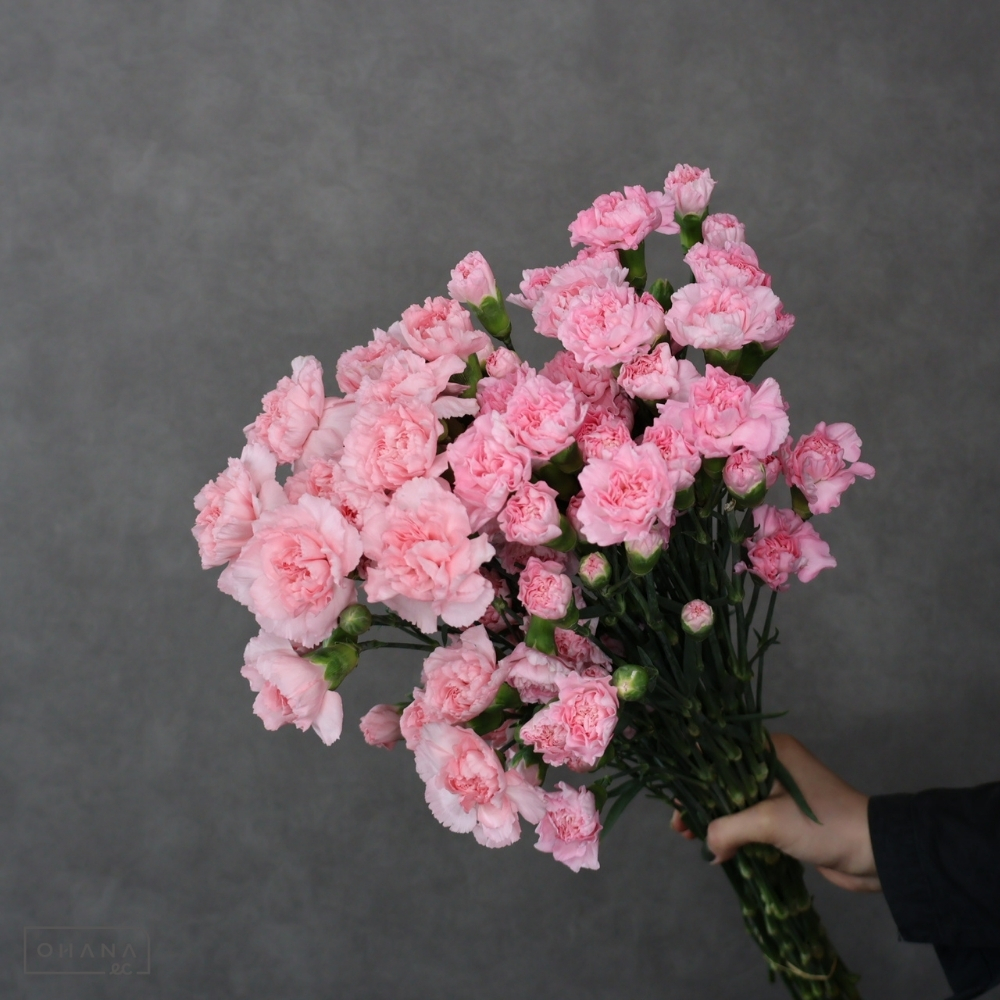 Sカーネ ③ ※ 25本束 60cm | お花の仕入れならOHANAec