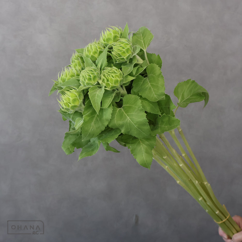 ヒマワリ グリーンファイヤー 80cm | お花の仕入れならOHANAec