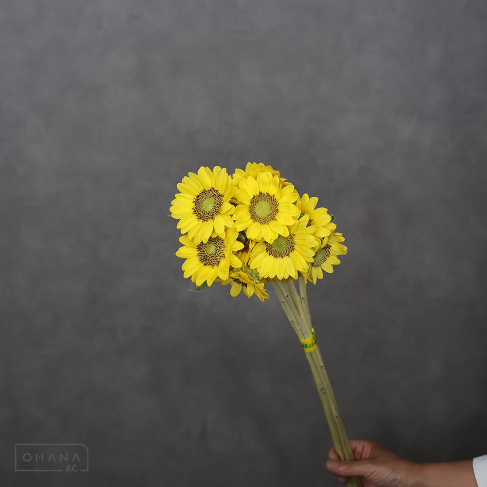 ヒマワリ S．フレッシュレモン 秀80cm | お花の仕入れならOHANAec