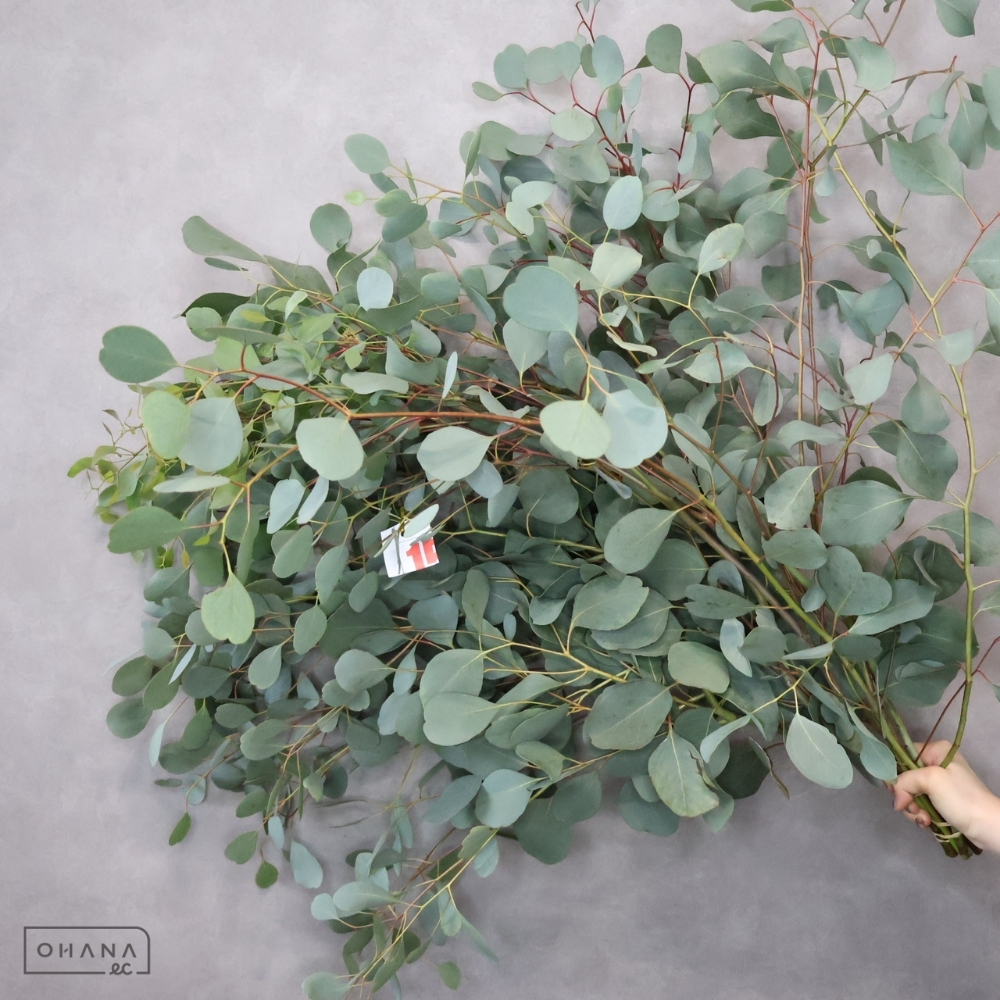 ユーカリ ポリアンセモス 70cm | お花の仕入れならOHANAec