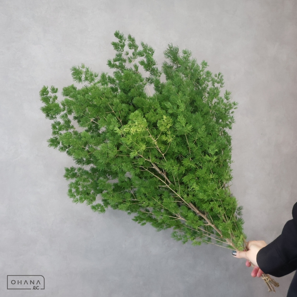 ミリオクラダスアスパラ 秀 60cm | お花の仕入れならOHANAec