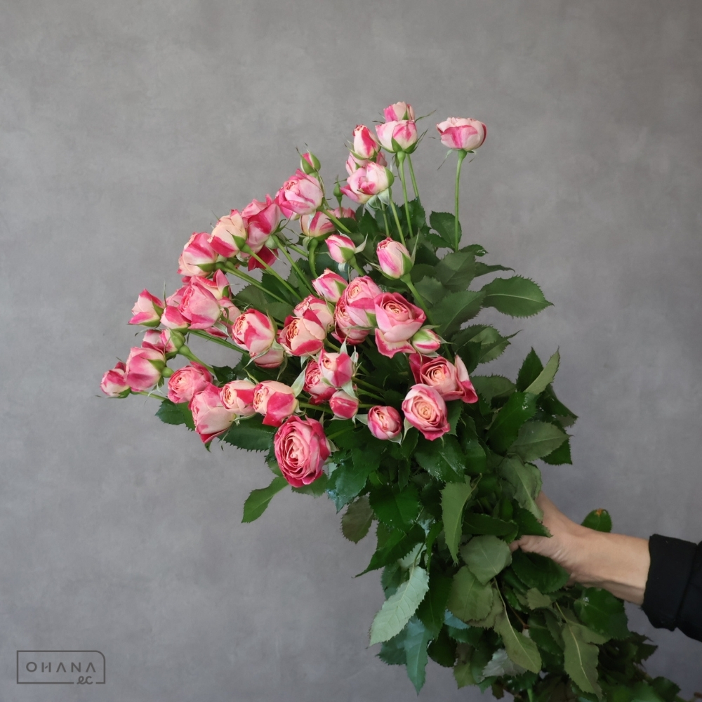 SPばら チアフル（白カスレ 75cm | お花の仕入れならOHANAec