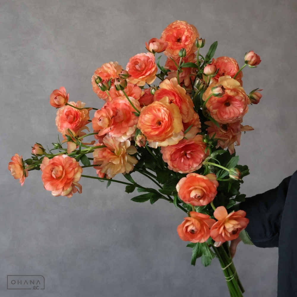 ラナンキュラスピンク ラックス エリス 60cm | お花の仕入れならOHANAec