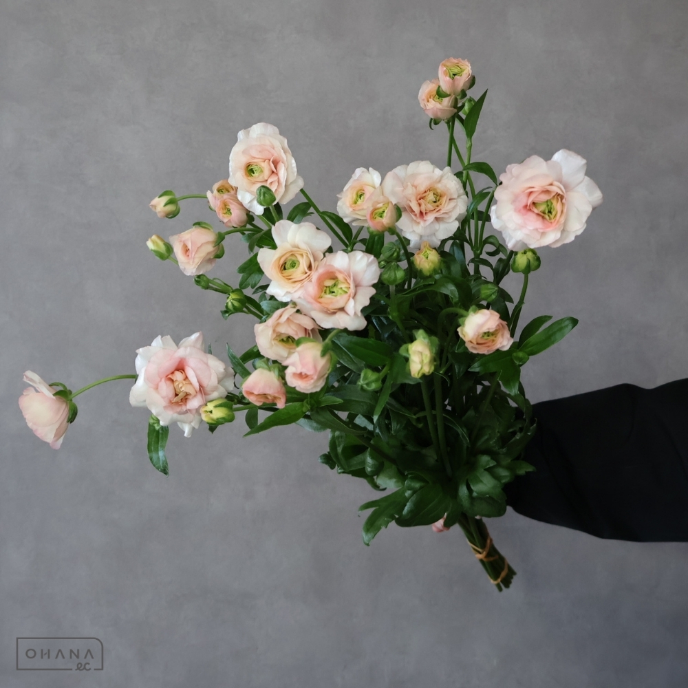 ラナンキュラス ラックス（アリアドネ 秀 60cm | お花の仕入れならOHANAec