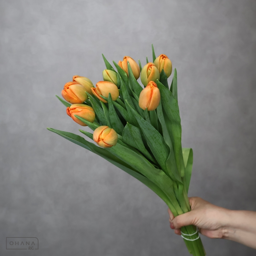 チューリップ八重 オレンジ アイコーン 秀2L | お花の仕入れならOHANAec