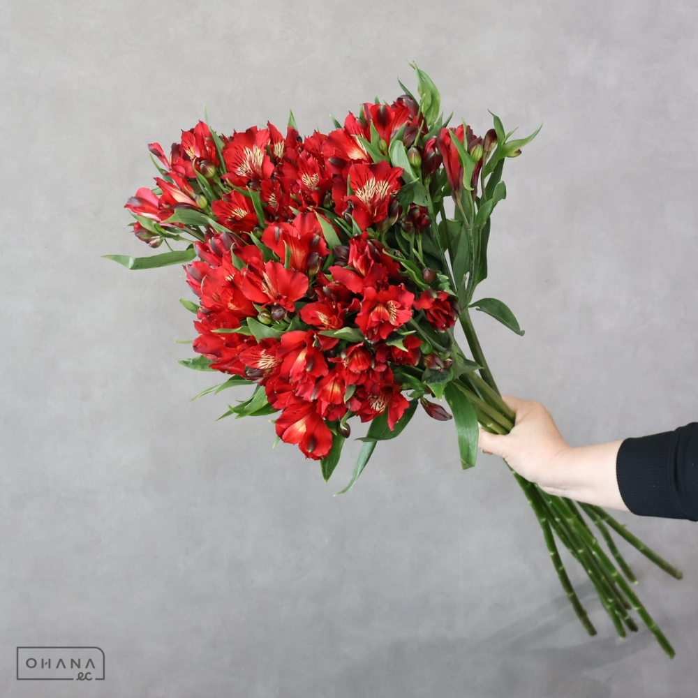 アルストロメリア ルージュ A 80cm | お花の仕入れならOHANAec