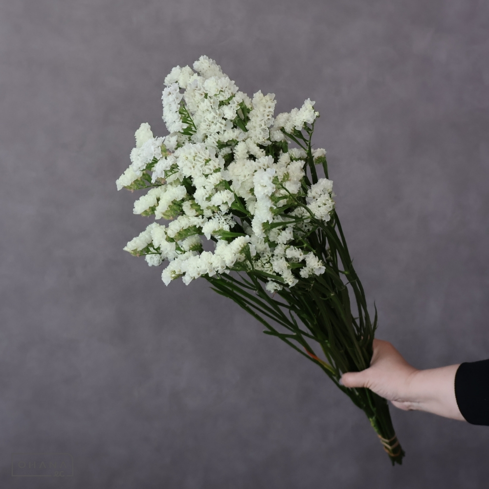 スターチス マーブルグリーン 秀 L 70cm | お花の仕入れならOHANAec