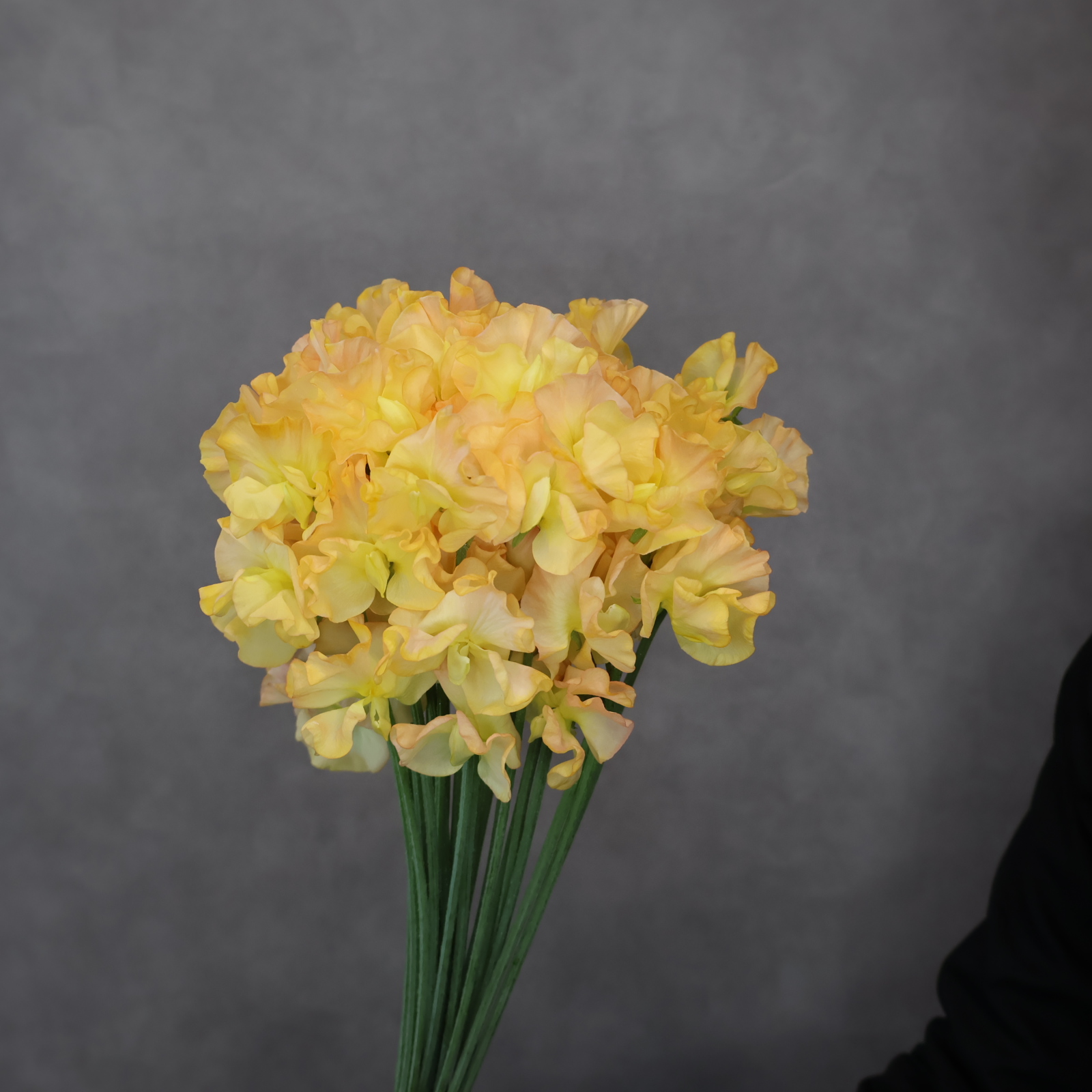 スイートピー アプリコット 秀 3P 45cm | お花の仕入れならOHANAec