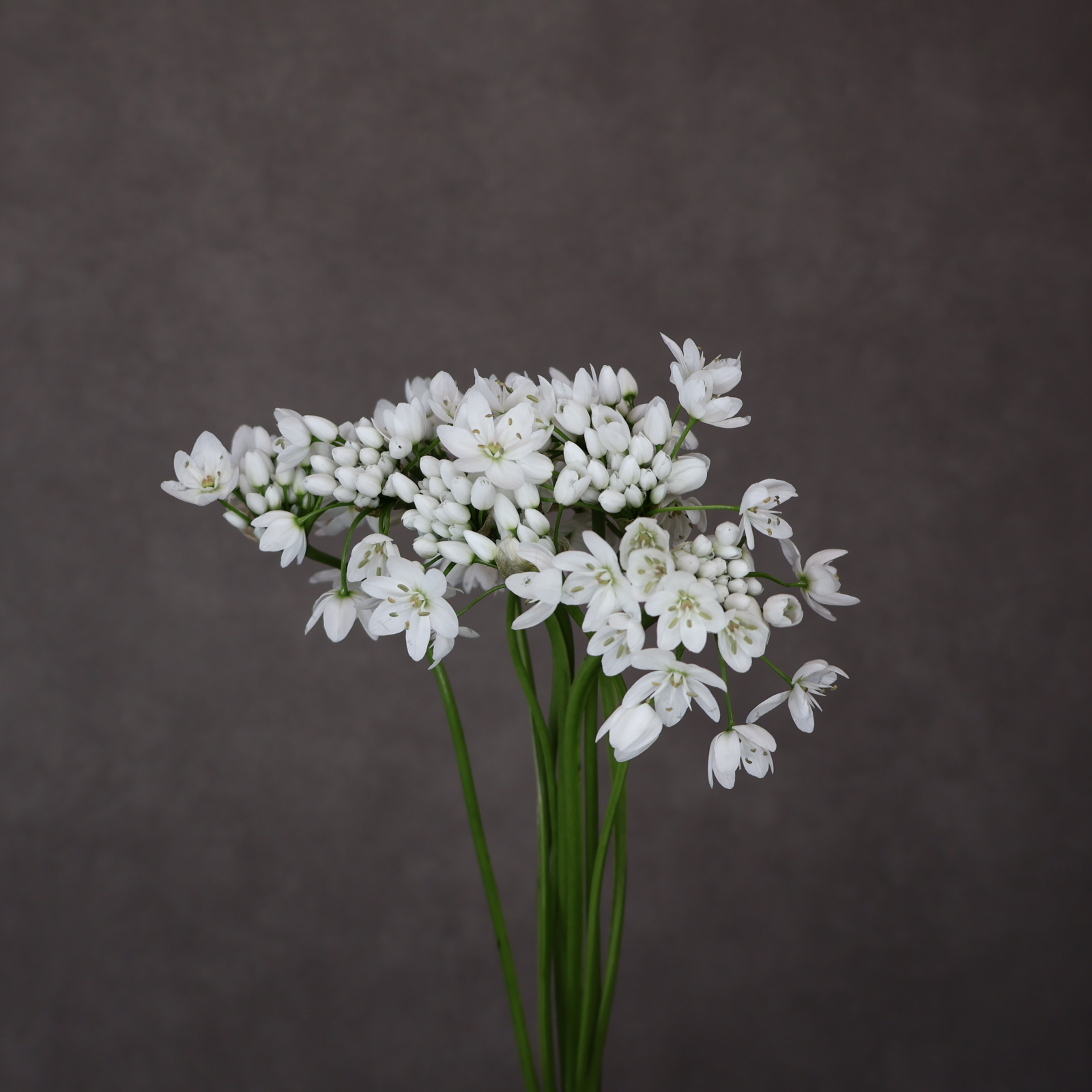 アリウム コワーニー 2L 徳島県 | お花の仕入れならOHANAec