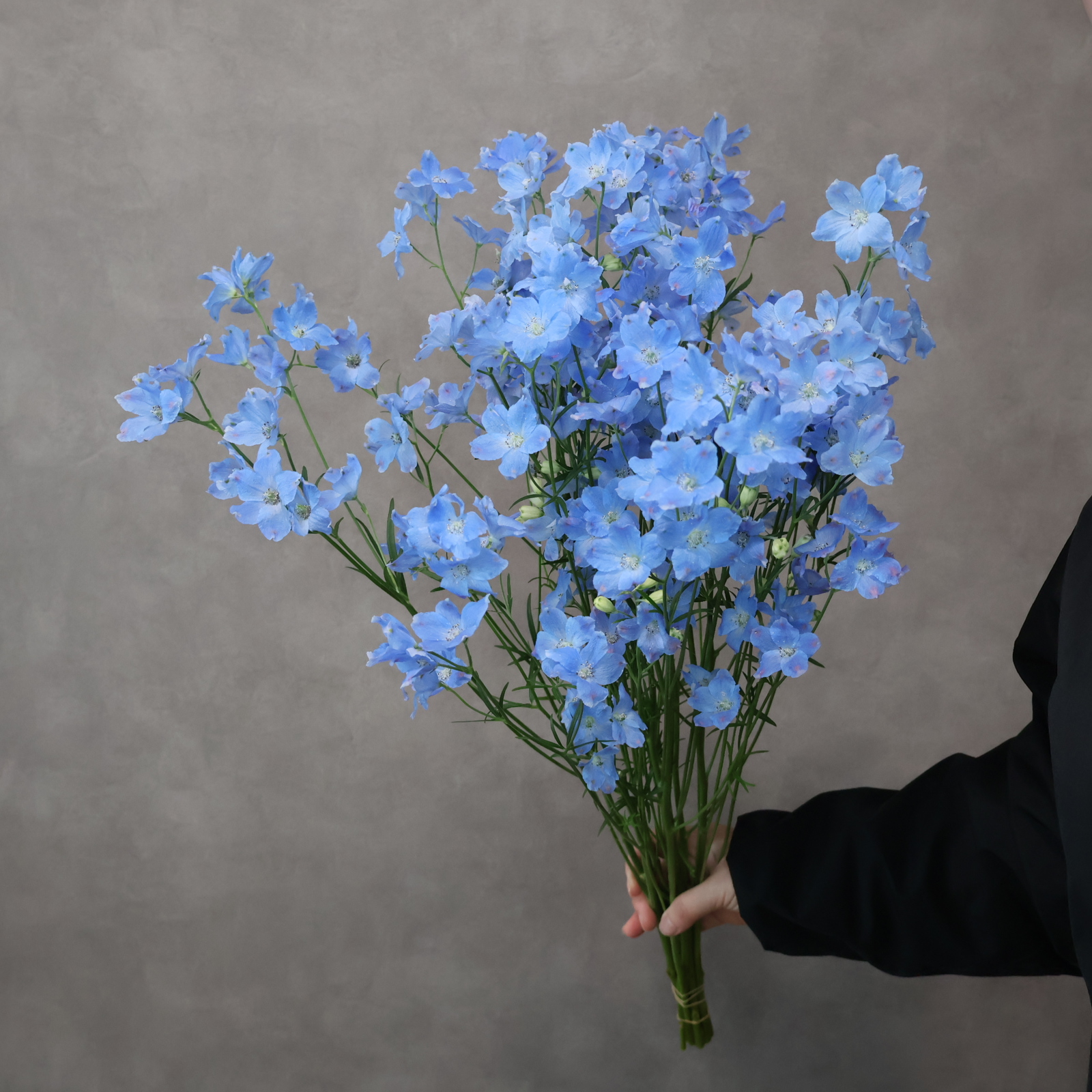 デルフィシネンシス青 スーパープラチナブルー ※9本束 優 70cm SP | お花の仕入れならOHANAec