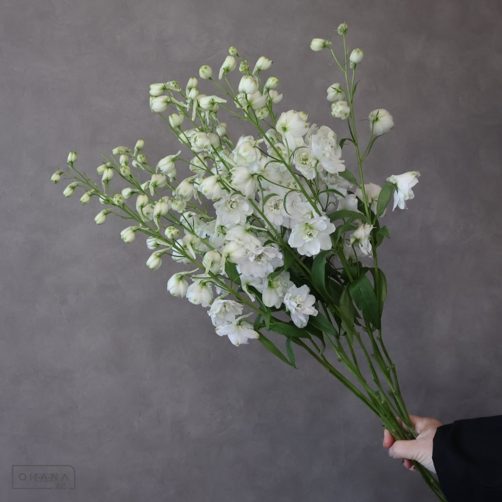 デルフィジャイアント白 ペガサス 秀 50cm | お花の仕入れならOHANAec