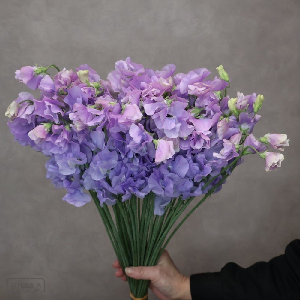 スイトピー紫 ラベンダー L 4輪 | お花の仕入れならOHANAec