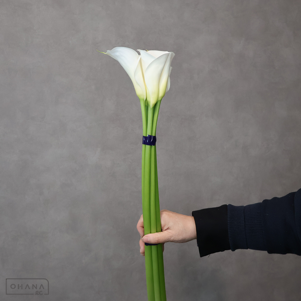 カラー白 ホワイトトーチ 秀 70cm | お花の仕入れならOHANAec