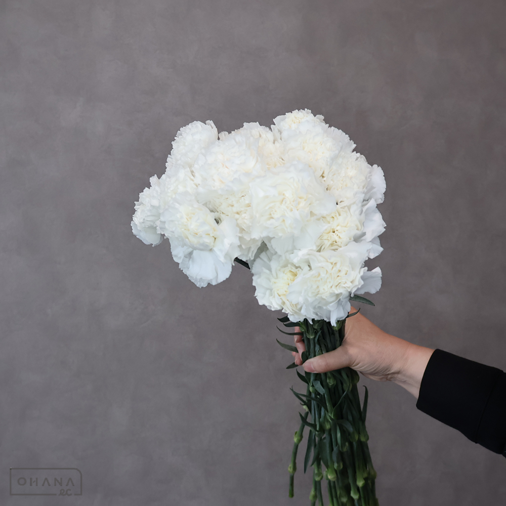 カーネ白 ムーンライト 70cm | お花の仕入れならOHANAec