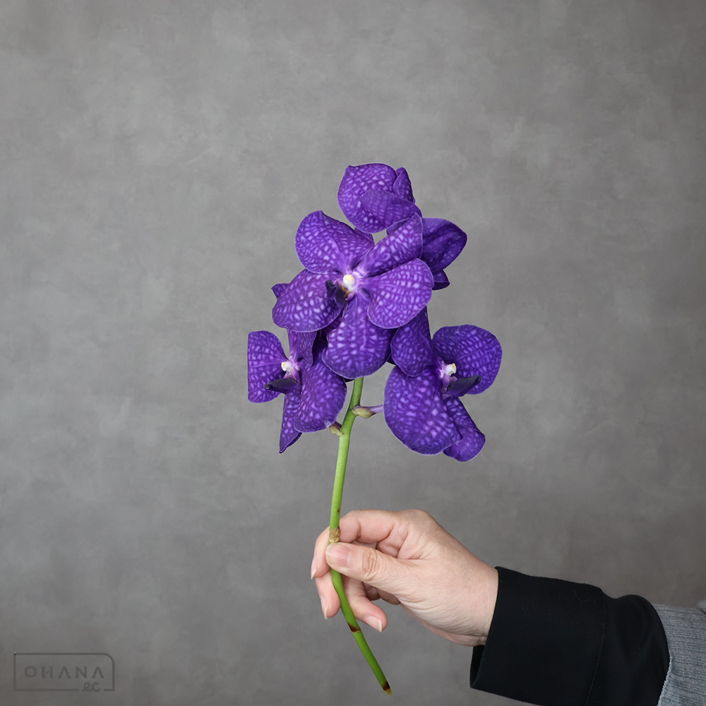 バンダ ブルー ※7本束 7輪 | お花の仕入れならOHANAec